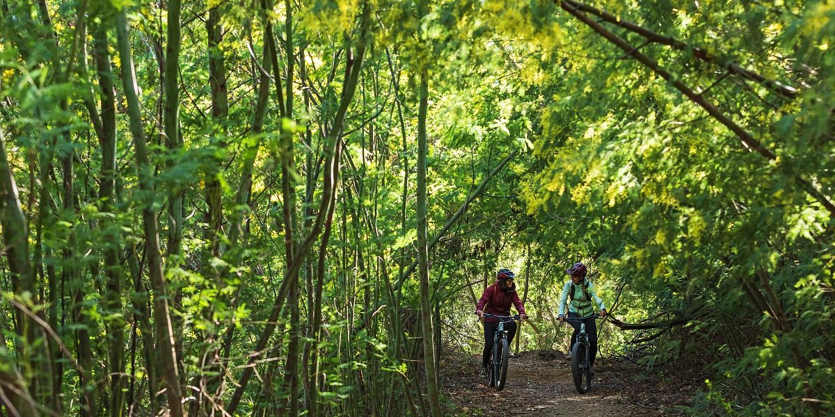 La forêt du Grand Duc